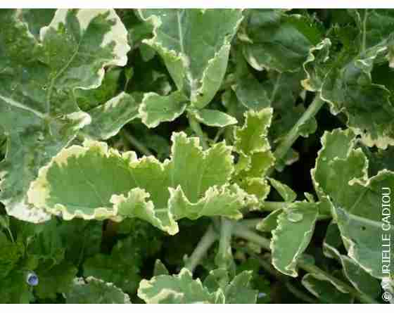 Plant of Perennial Kale Daubenton Panache - Brassica oleracea var ...