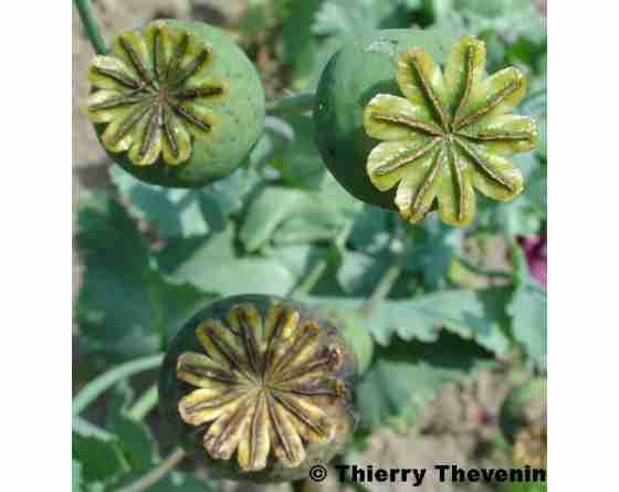 Seeds of Poppy - Papaver somniferum